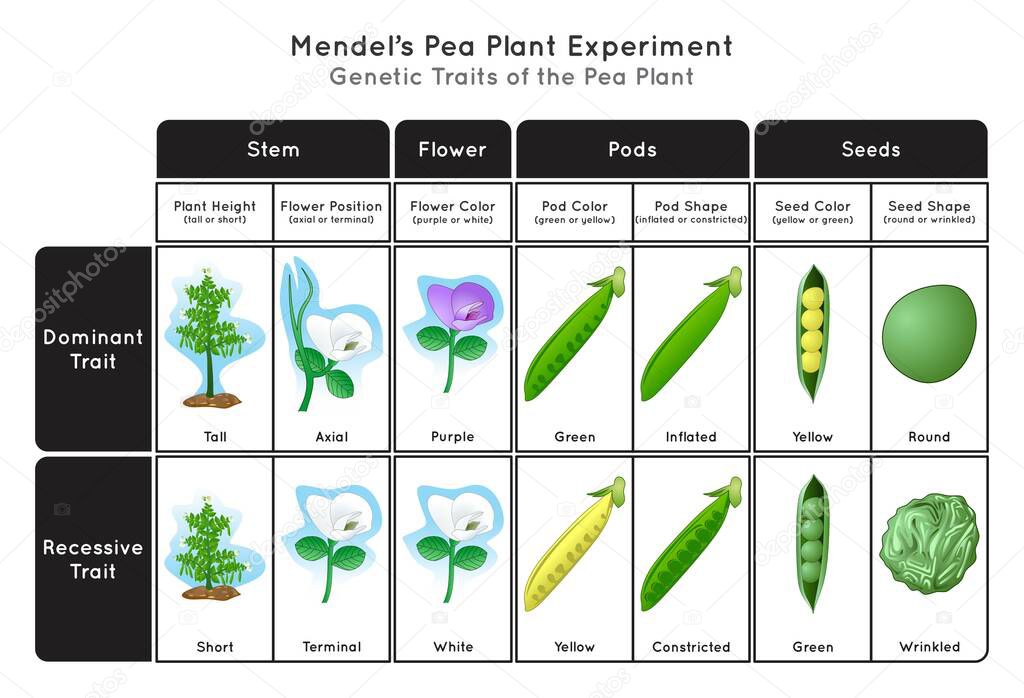 Genética Rasgo Guisante Planta Mendel Experimento Infografía Diagrama tallo altura flor posición ...