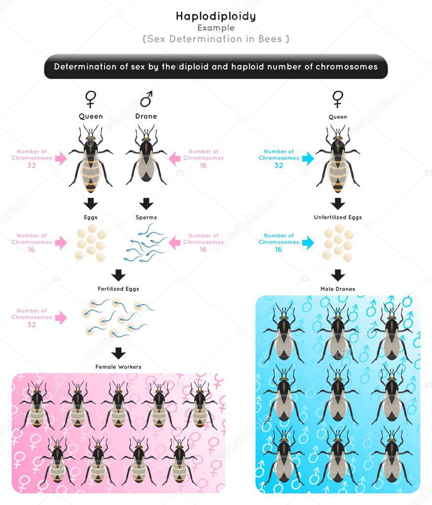 Haplodiploidía Infografía Diagrama Sexo Determinación Por Cromosomas