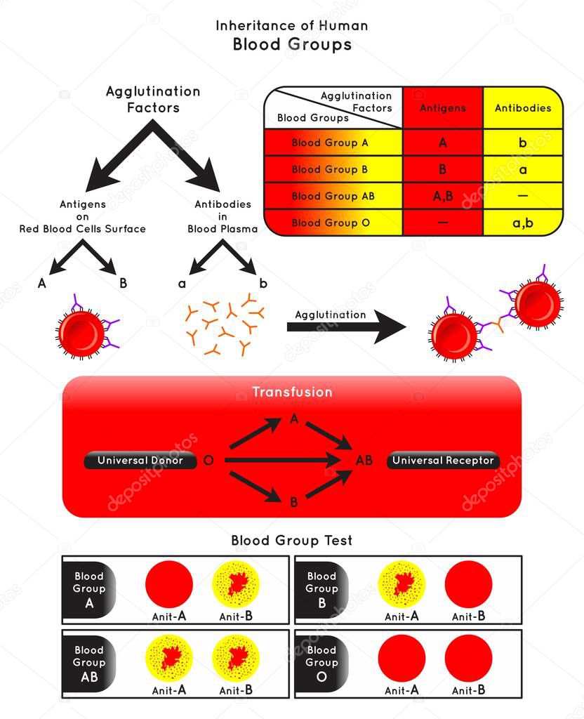 Herencia de grupos sanguíneos humanos Infografía Diagrama factores de ...