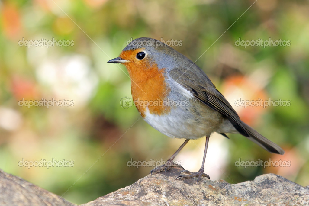 Robin redbreast — Stock Photo © erllre #19804735