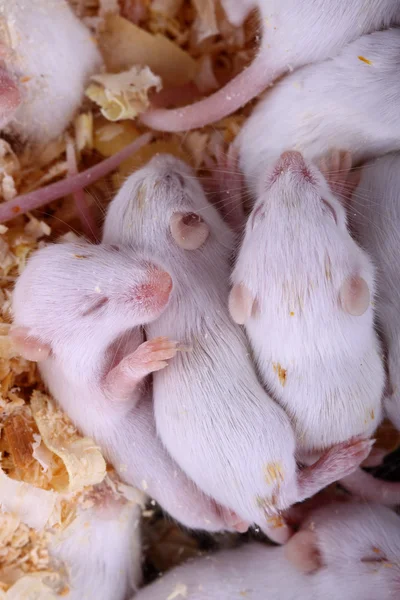 Imágenes de Parasitos de las heces de los animales que afectan al ...