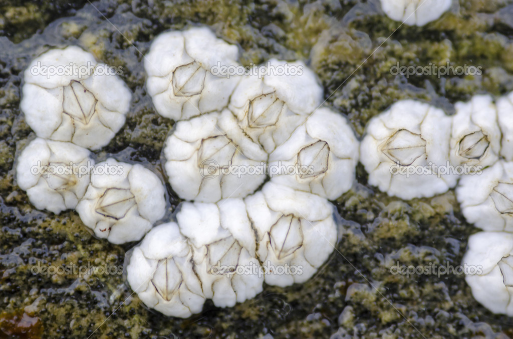 Los percebes sobre la roca 2022