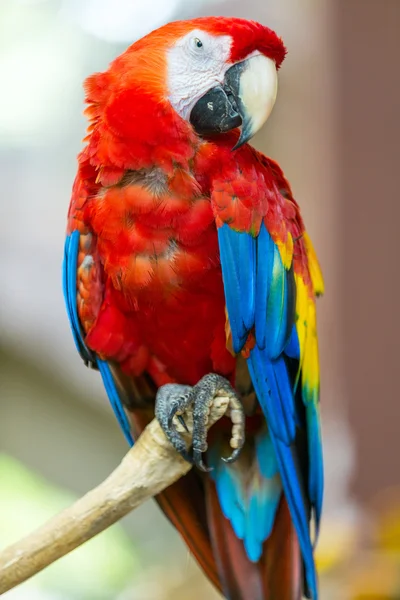 Röd Ara papegoja på en gren — Stockfoto #44807771 — Depositphotos