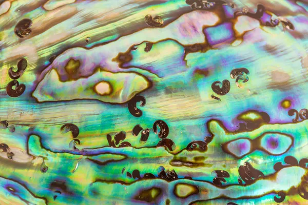 Close up shot of blue abalone pearl shell. Stock Photo by ©18042011 ...