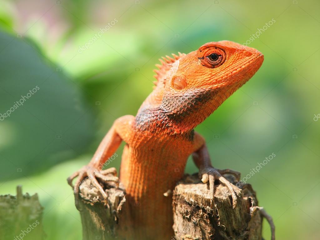 Orange lizard — Stock Photo © nevenm #23276964