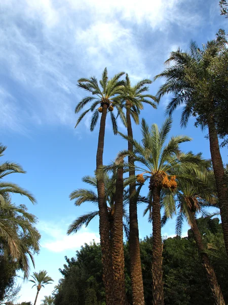 Denia palm trees in Marineta Casiana beach Stock Photo by ©lunamarina ...