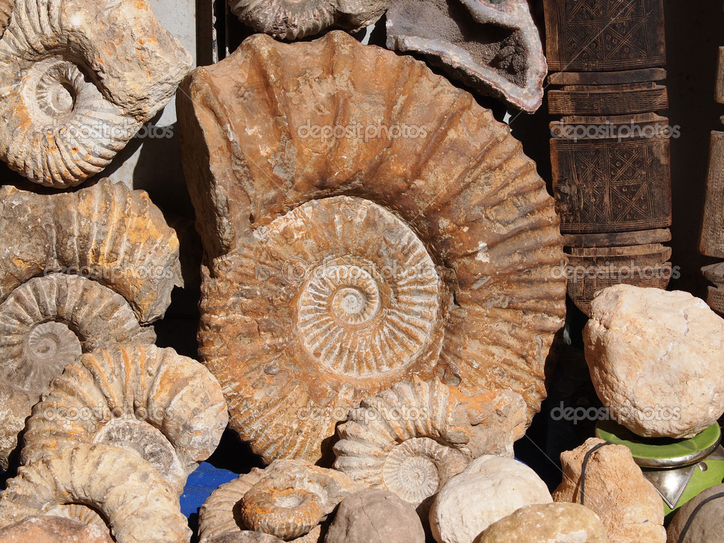 Fossil — Stock Photo © nevenm #36849663