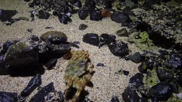 1,346 Coastal crab Stock Videos, 4K & HD Footage | Depositphotos