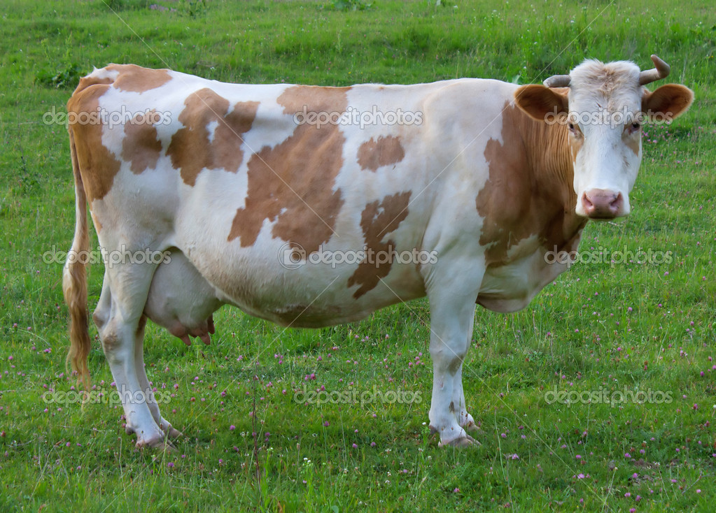 Big cow — Stock Photo © tinnko #12877203