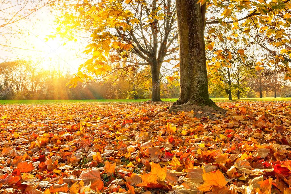 Sunny autumn foliage Stock Photo by ©sborisov 12808324