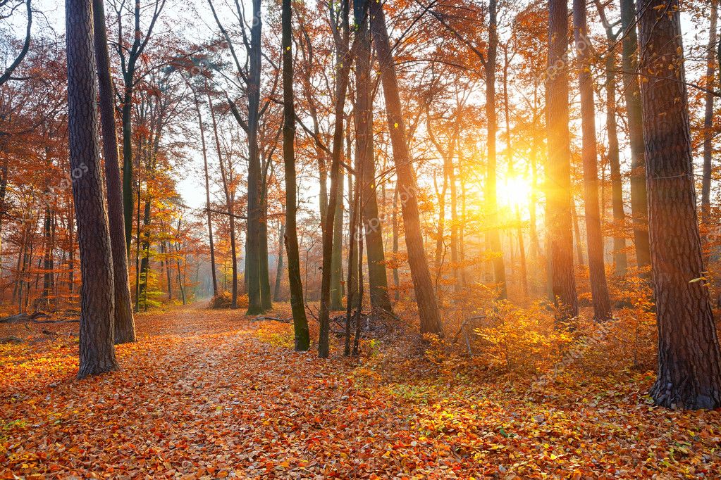 Coucher de soleil dans la forêt d'automne image libre de droit par ...