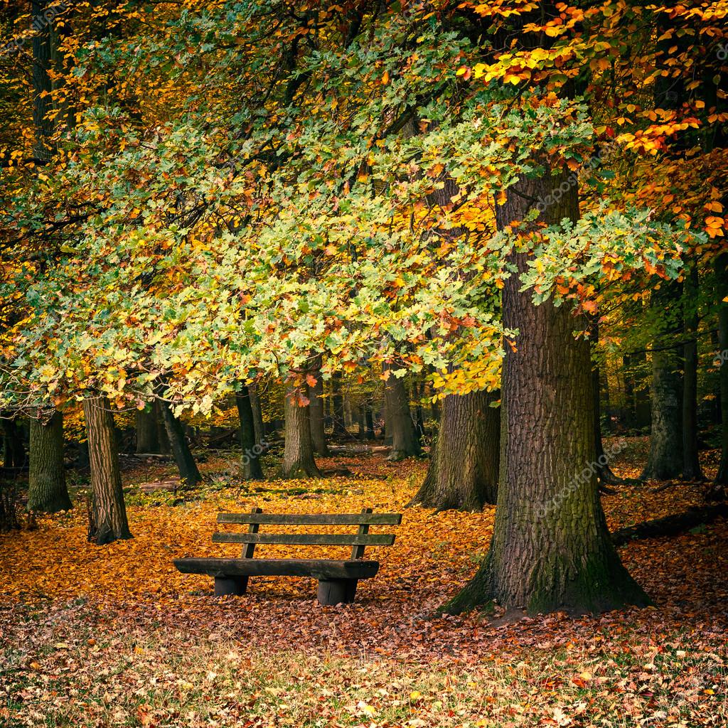 Bench in autumn forest — Stock Photo © sborisov #29807869