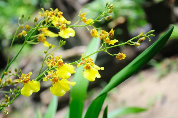 Black and yellow scallions Stock Photos, Royalty Free Black and yellow ...