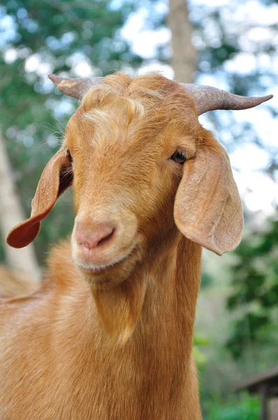 Goat head Stock Photos, Royalty Free Goat head Images | Depositphotos