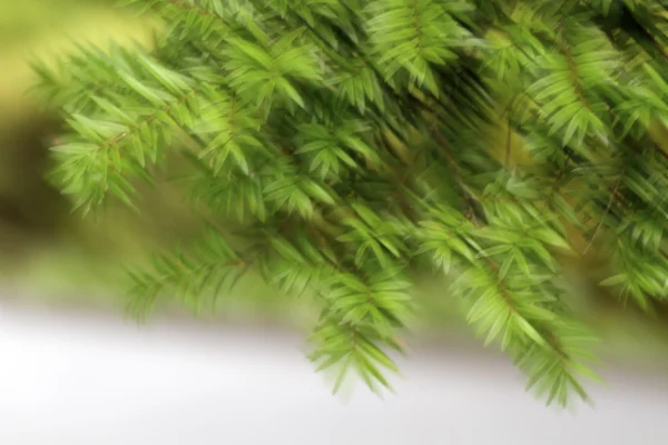 Waves of green leaves - Stock Image - Everypixel