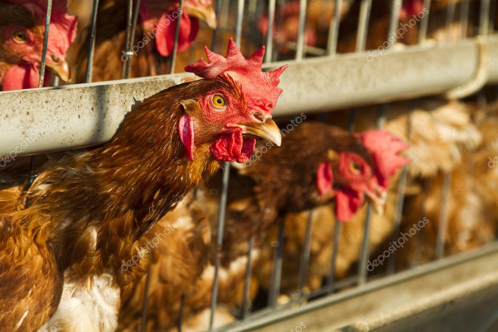 Red chickens — Stock Photo © photoncatcher63 #37617361