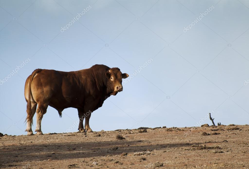 Bull in Farm — Stock Photo © deyangeorgiev2 #13526776