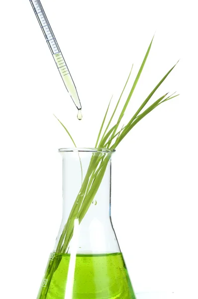 Green plants in laboratory equipment — Stock Photo © deyangeorgiev2 ...