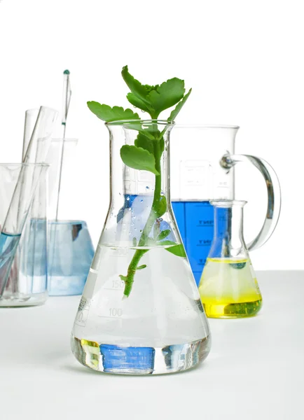 Green plants in laboratory equipment — Stock Photo © deyangeorgiev2 ...