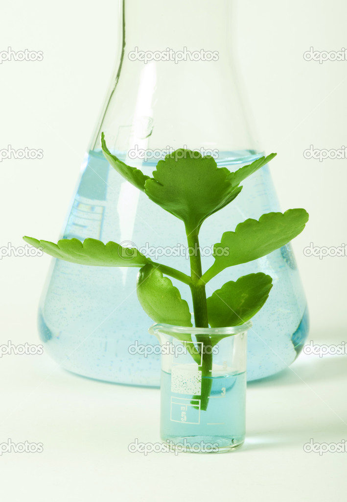 Green plants in laboratory equipment Stock Photo by ©deyangeorgiev2 ...