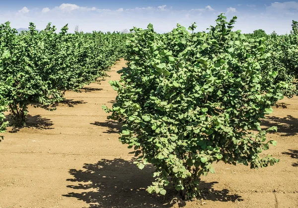 Hazel tree plantation Stock Photo by ©deyangeorgiev2 49491783