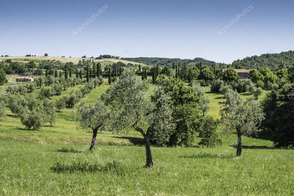 Olive trees in Italy — Stock Photo © deyangeorgiev2 #49490293