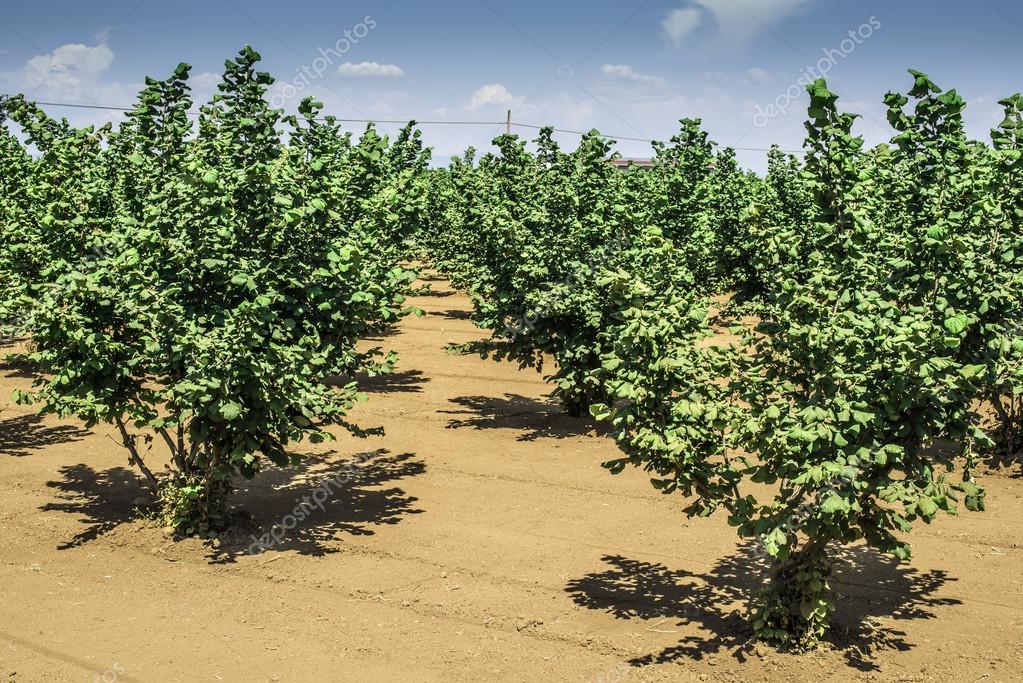 Hazel tree plantation Stock Photo by ©deyangeorgiev2 49491783