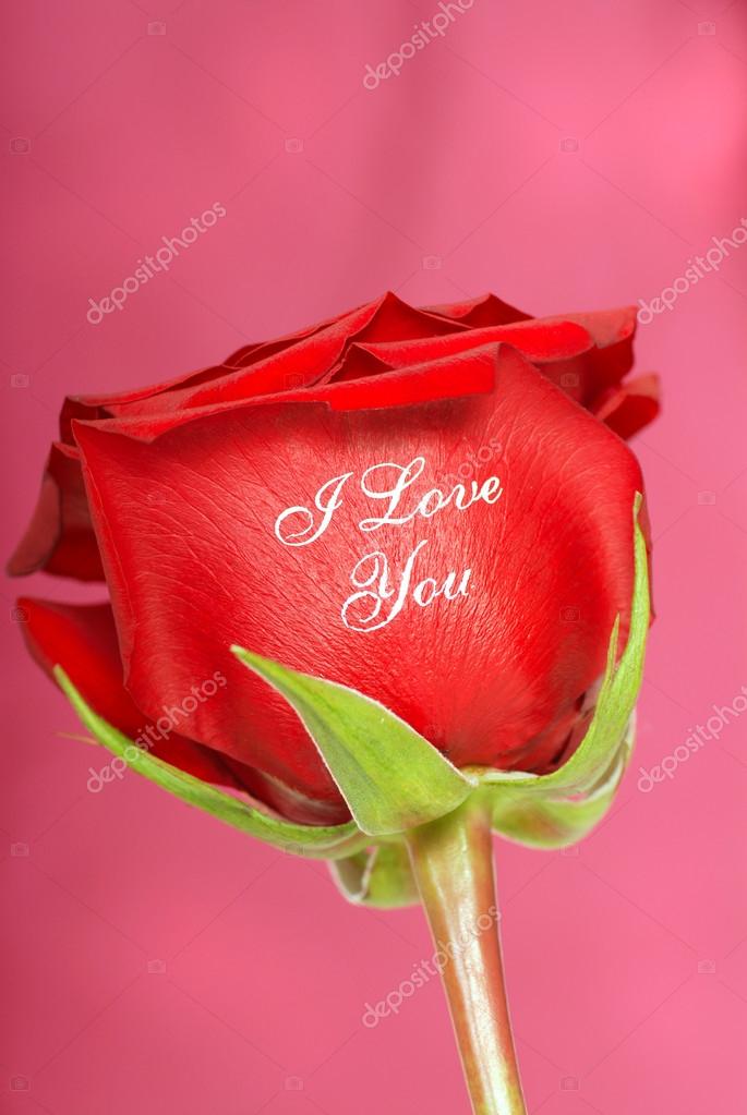 Red rose with I Love You printed on it — Stock Photo © HHLtDave5 #20780991