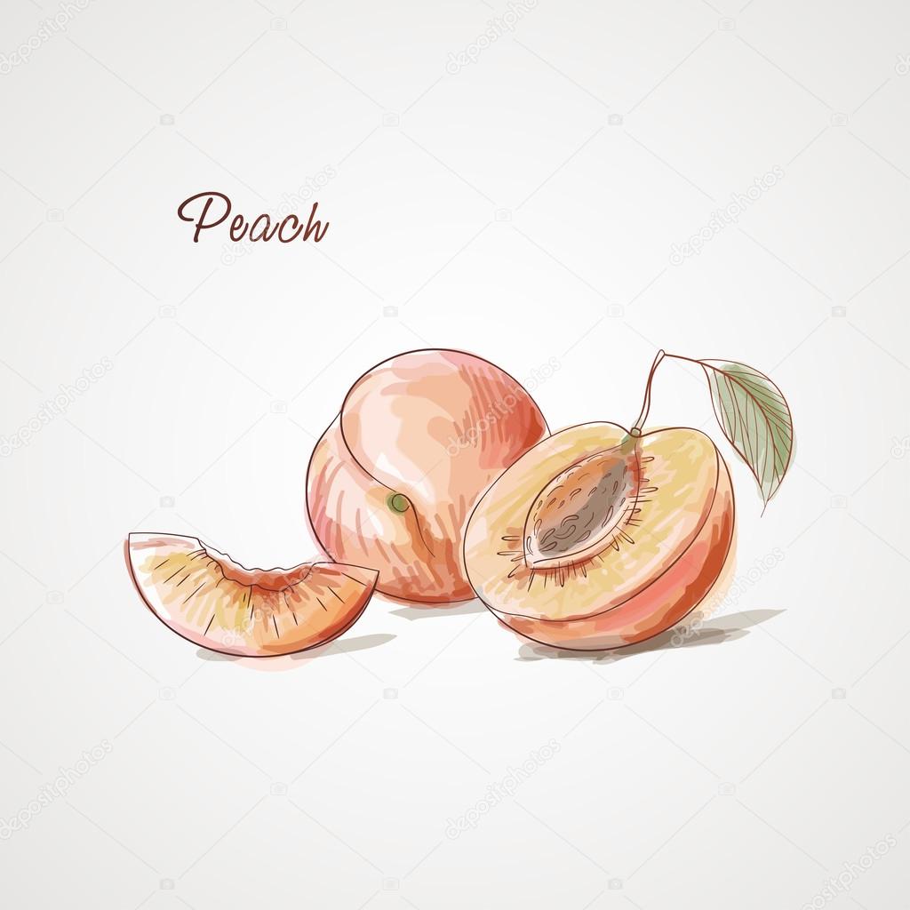 Peach illustration Stock Vector by ©nnfotograf 49573571