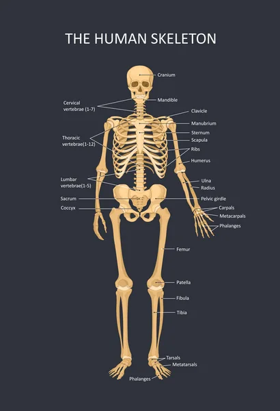 Skeleton anatomy map Stock Photos, Royalty Free Skeleton anatomy map ...