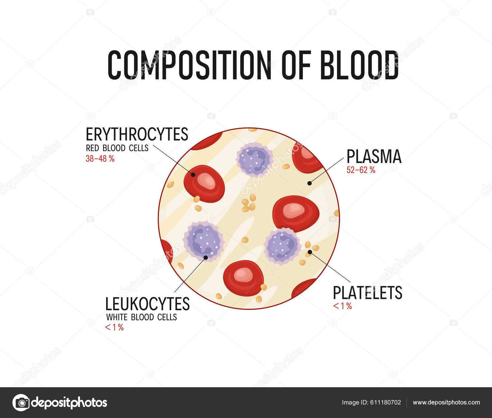 Composition Blood Red Blood Cells Lymphocytes Platelets Plasma Stock ...