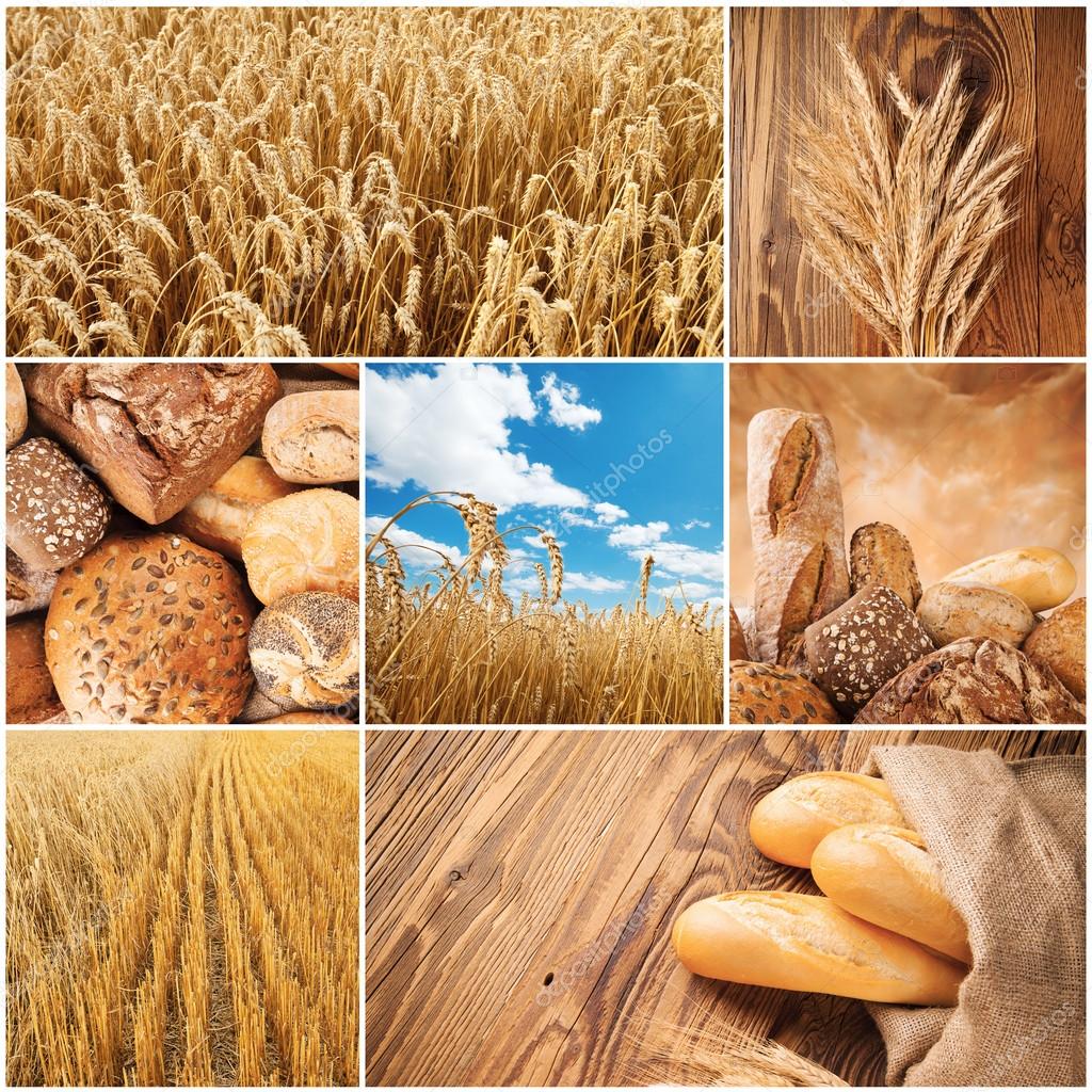 Wheat harvest concept — Stock Photo © jag_cz #30531397