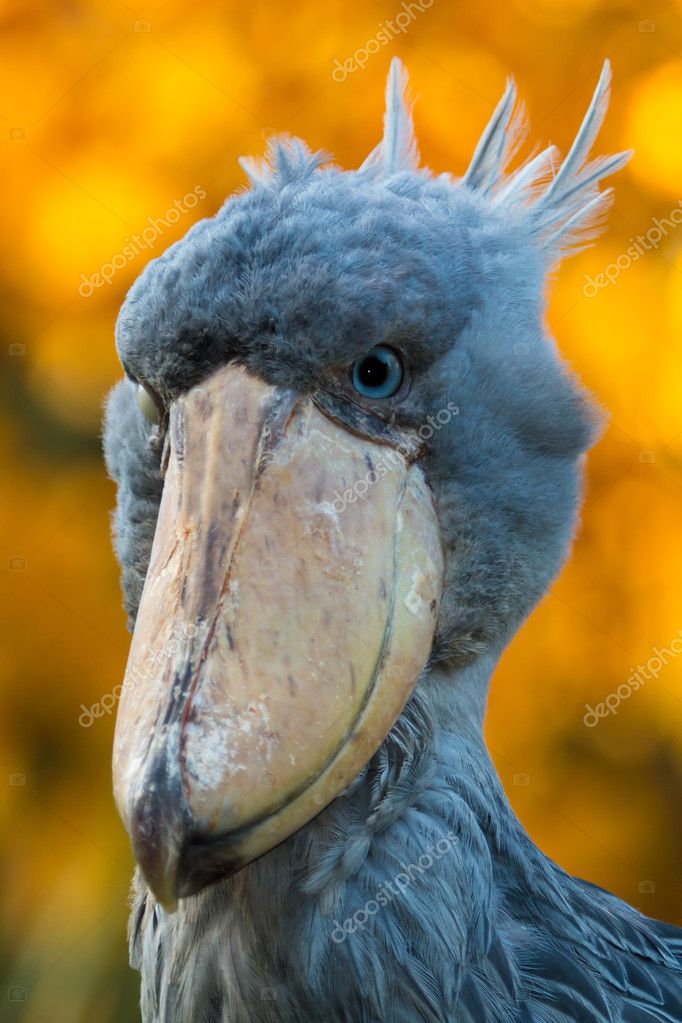 Shoebill Stock Photo by ©jag_cz 34470577