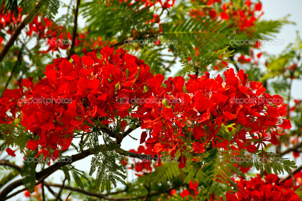 Albero di Fiamma Rosso Delonix Regia Hong Kong - Foto Stock: Foto ...