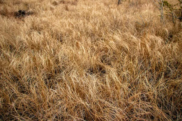 The dry grass Stock Photos, Royalty Free The dry grass Images ...