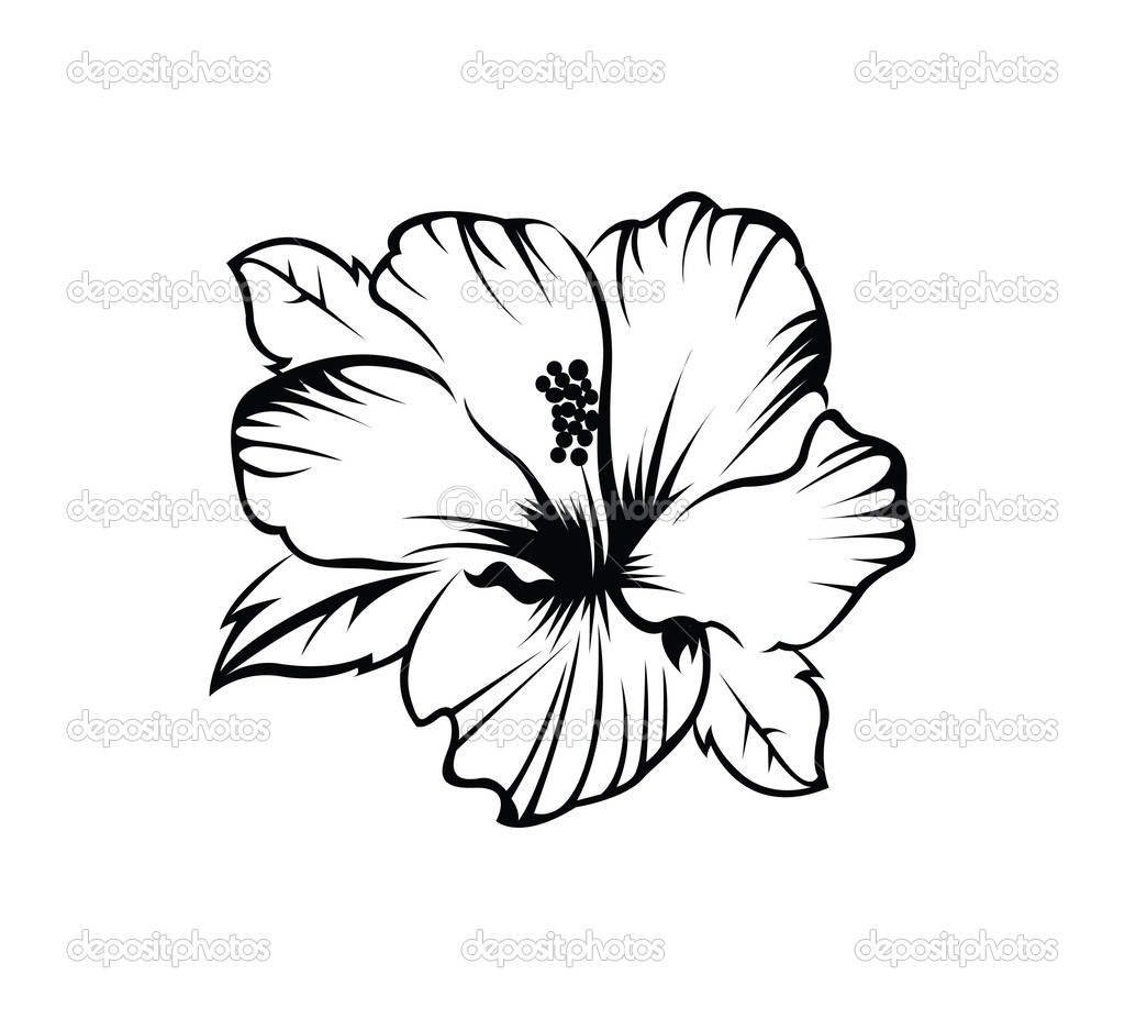 Hibiscus Flower — Stock Vector © Redrockerz99 41321381