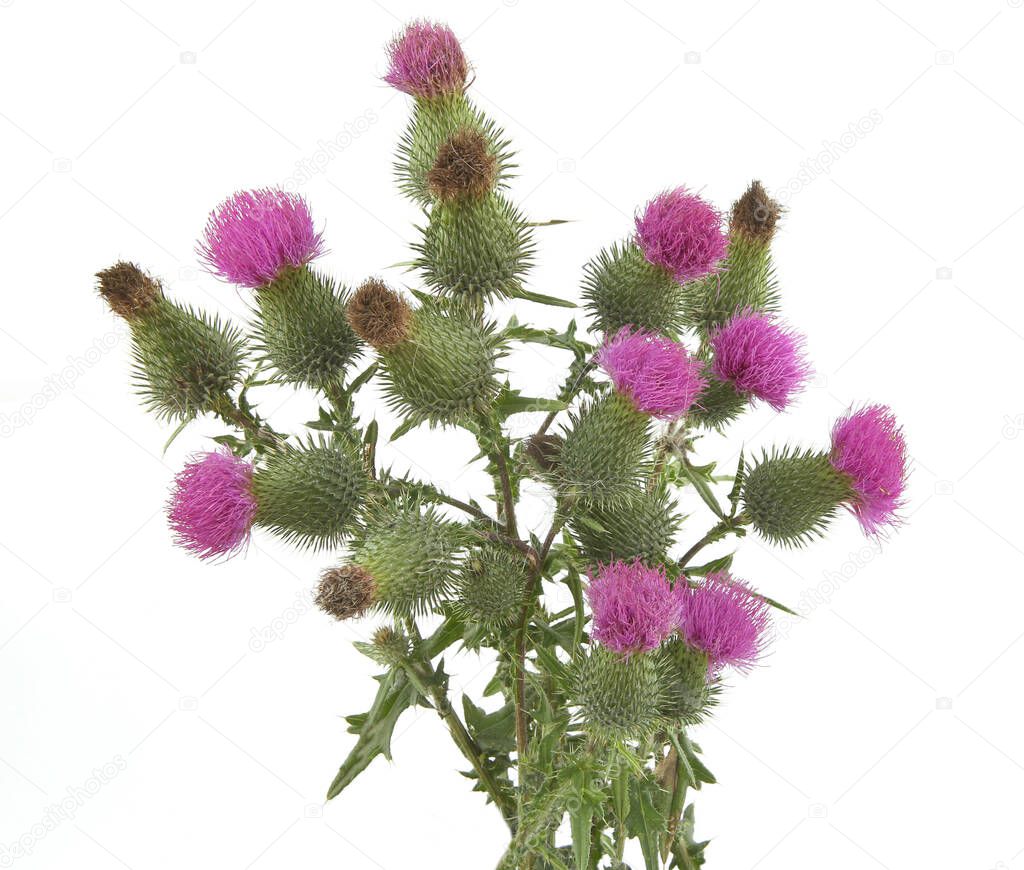 Flores de cardo Carduus aisladas sobre fondo blanco. Florecimiento de ...