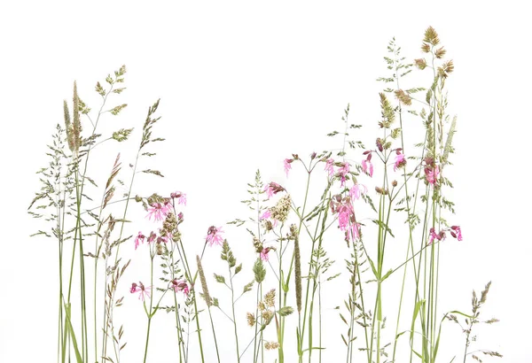 Bentgrass Stock Photos, Royalty Free Bentgrass Images | Depositphotos