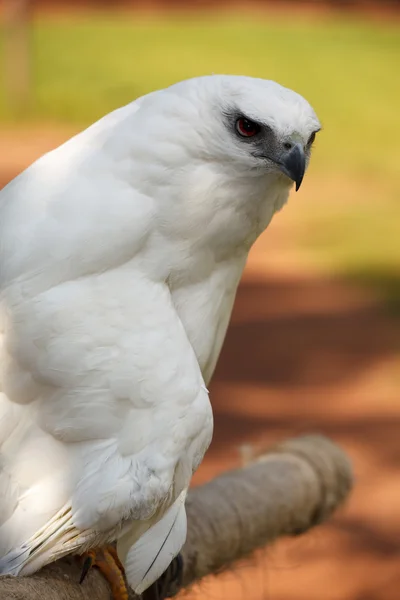 White hawk Stock Photos, Royalty Free White hawk Images | Depositphotos