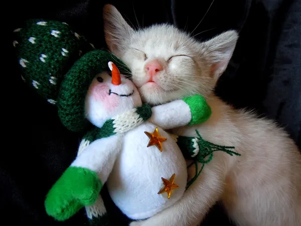 Kitten cuddling with snowman toy — Stock Photo © katia26 #6987553