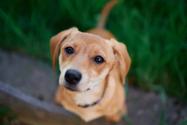 Cute ginger puppy dog. Funny brown playful doggy sitting on a green ...
