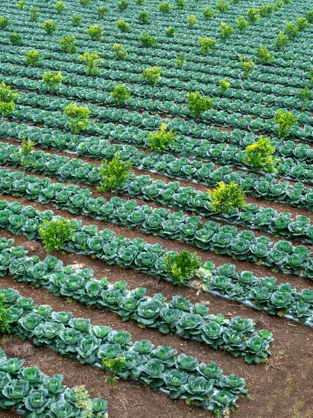 Cabbage field Stock Photos, Royalty Free Cabbage field Images ...