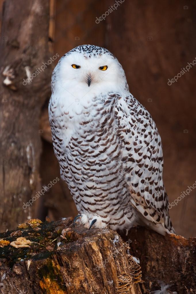 White owl sitting on stump — Stock Photo © Fotolit2 #43133371 White owl sitting on stump — Stock Photo © Fotolit2 #43133371