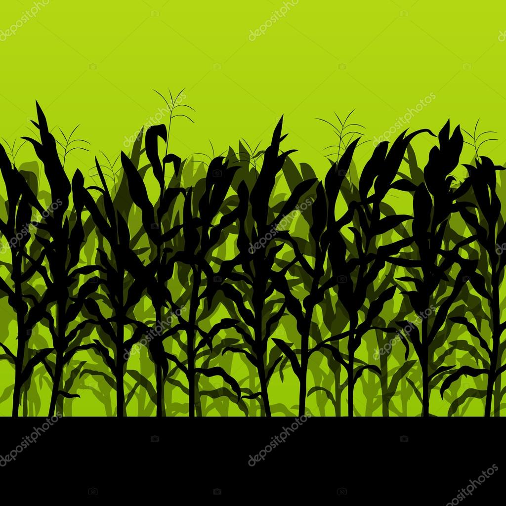 Corn Field Vector