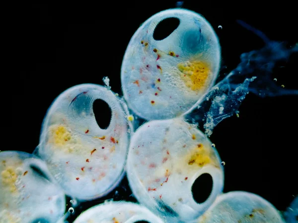 Microscopic life Stock Photo by ©PauDelacó 41911389