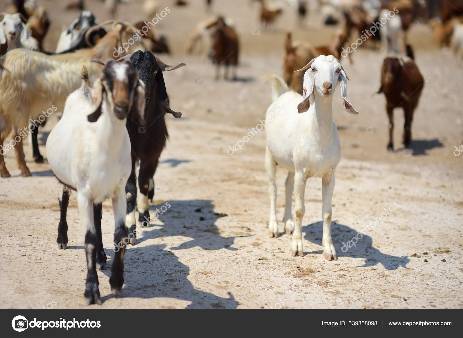 Goats Farm Cyprus Dairy Farming Bio Organic Healthy Food Production ...