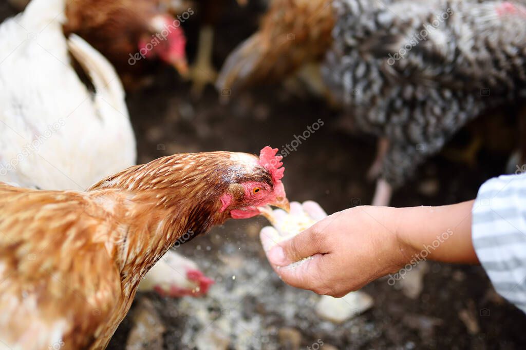 Las agricultoras alimentan a los pollos con alimentos biológicos en el ...