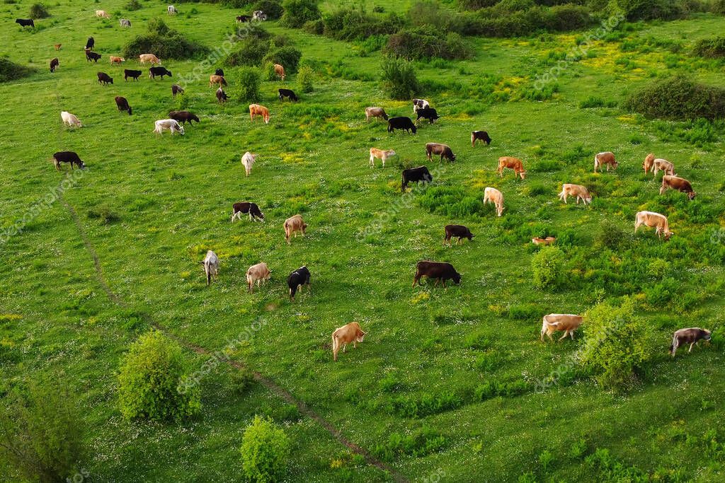 Vista aérea de vacas de pastoreo libre en un pastizal natural en una Europa. Granja lechera ...