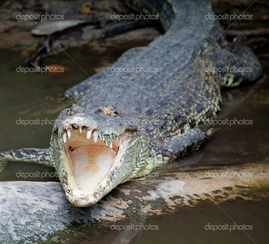 Crocodile open mouth — Stock Photo © WitthayaP #12279271 Crocodile open mouth — Stock Photo © WitthayaP #12279271