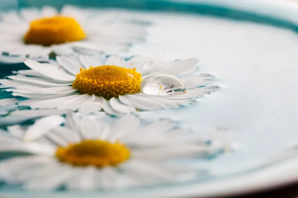 Daisies floating in water Stock Photo by ©molka 12463581